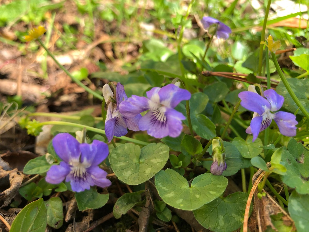 Common Dog Violet – fronds with benefits