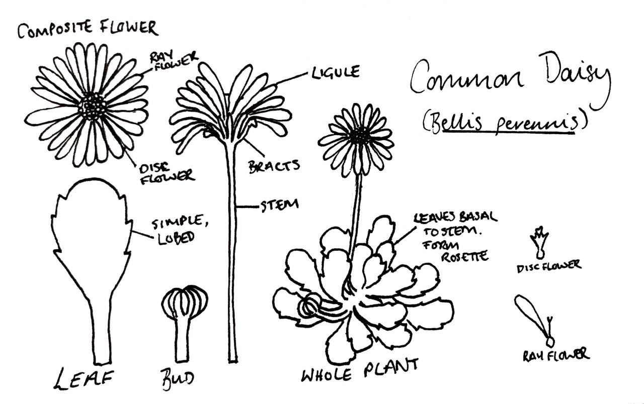Common Daisy – fronds with benefits