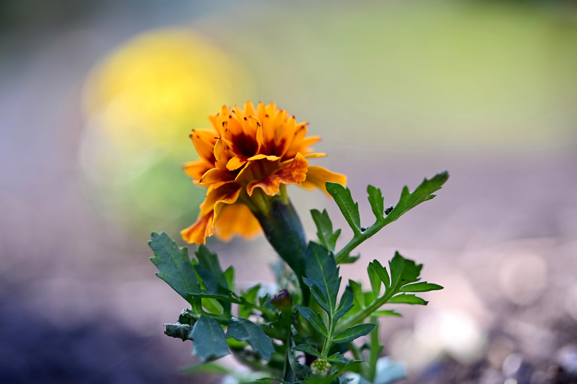 The birth flower of October: Marigold – fronds with benefits